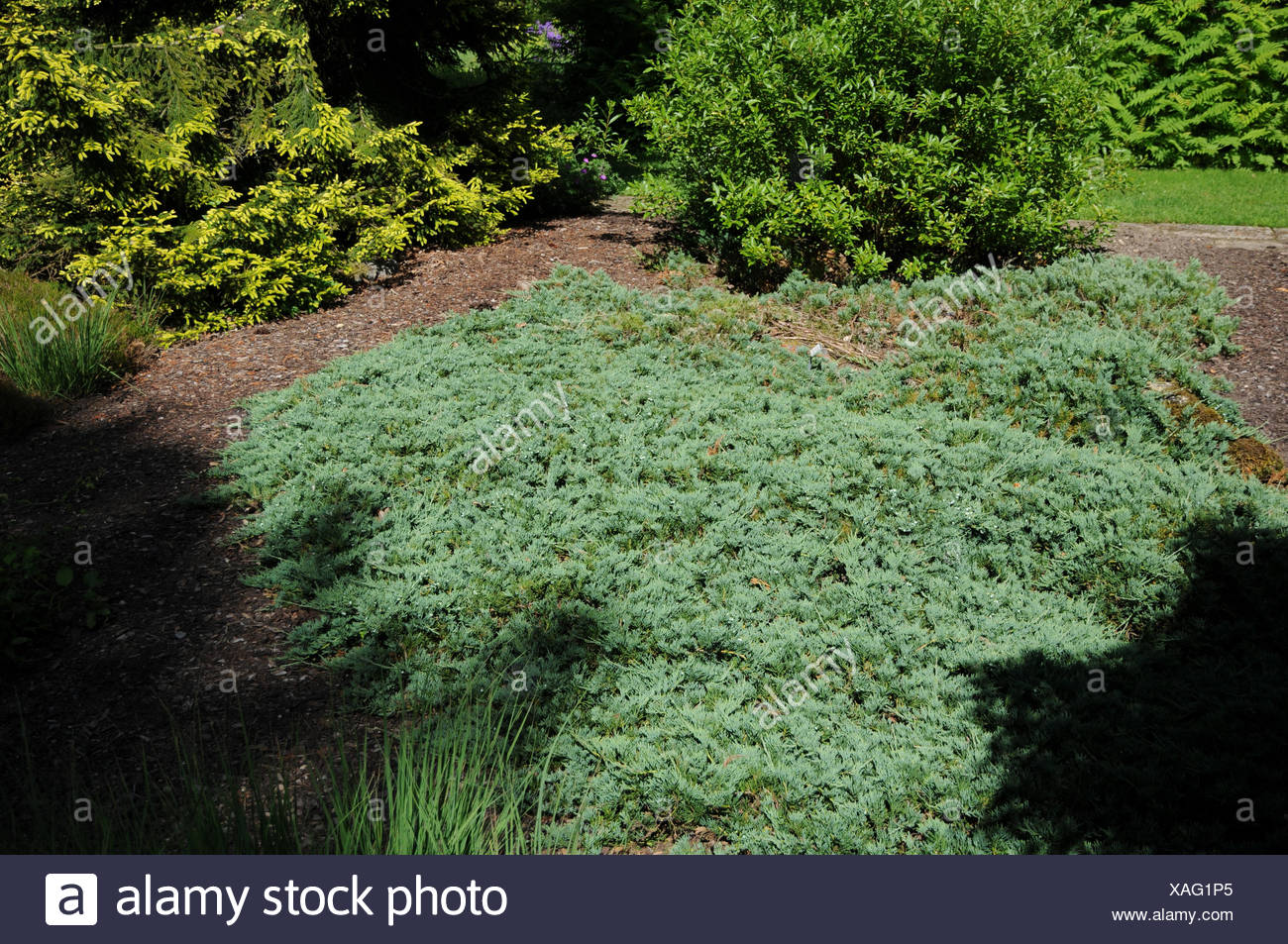 Creeping Cedar Stock Photos & Creeping Cedar Stock Images - Alamy