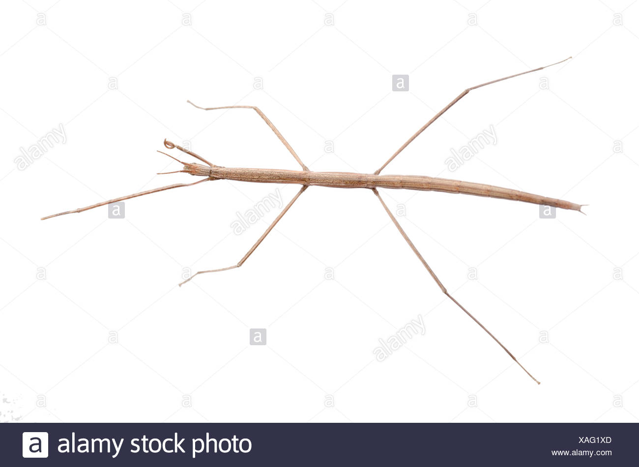 Stick Bug Stock Photos & Stick Bug Stock Images - Alamy