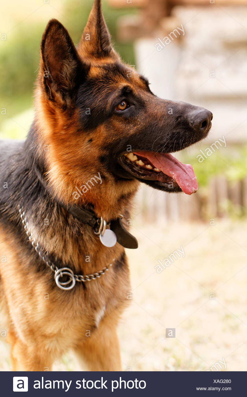 Friendly Companion High Resolution Stock Photography and Images - Alamy