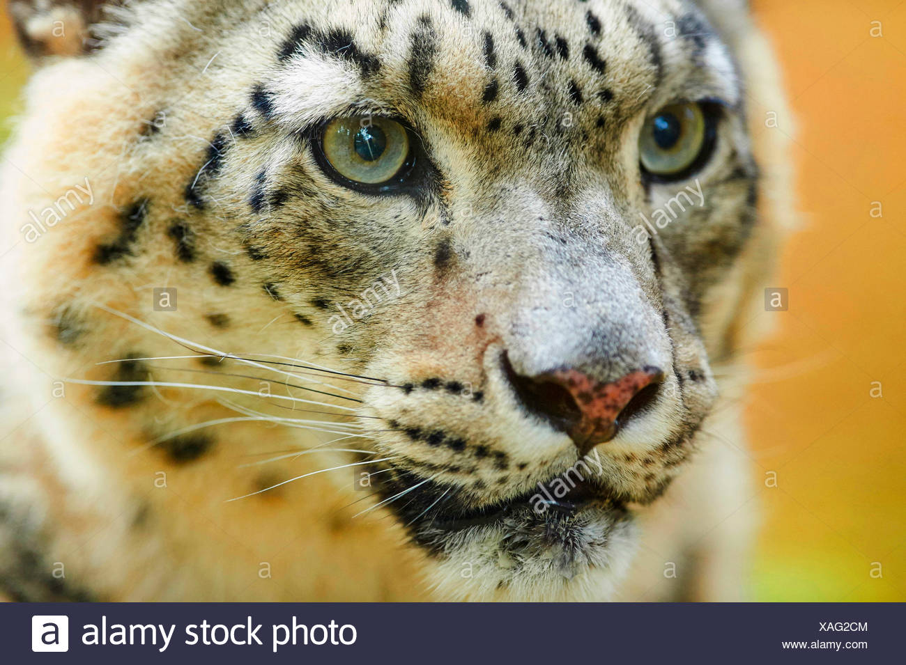 Panthera Uncia Stock Photos & Panthera Uncia Stock Images - Alamy
