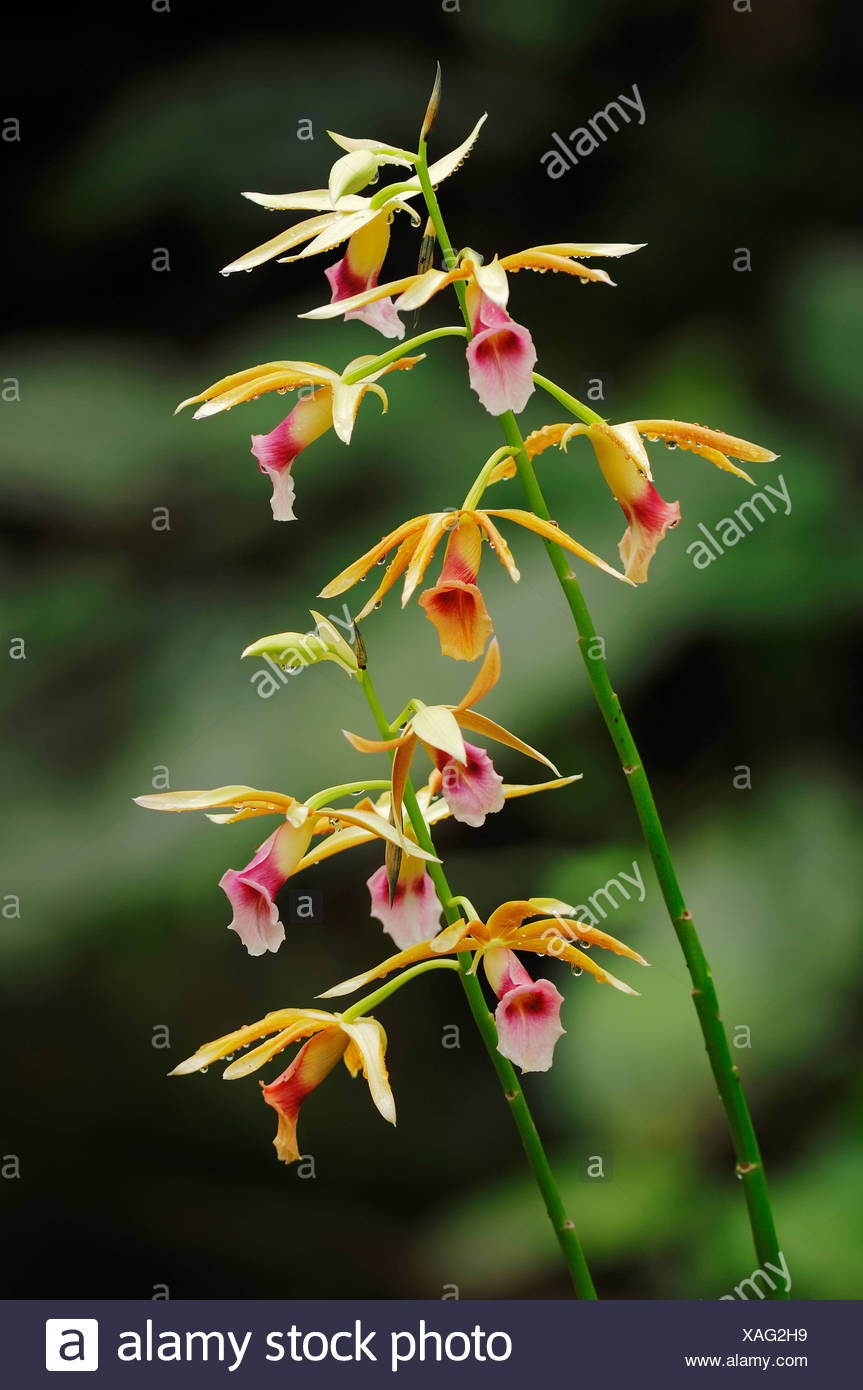 Phaius Stock Photos & Phaius Stock Images - Alamy