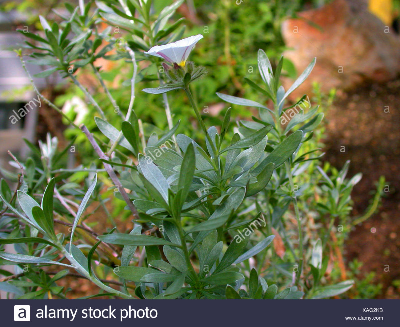 Convolvulus Cneorum Plant High Resolution Stock Photography and Images ...