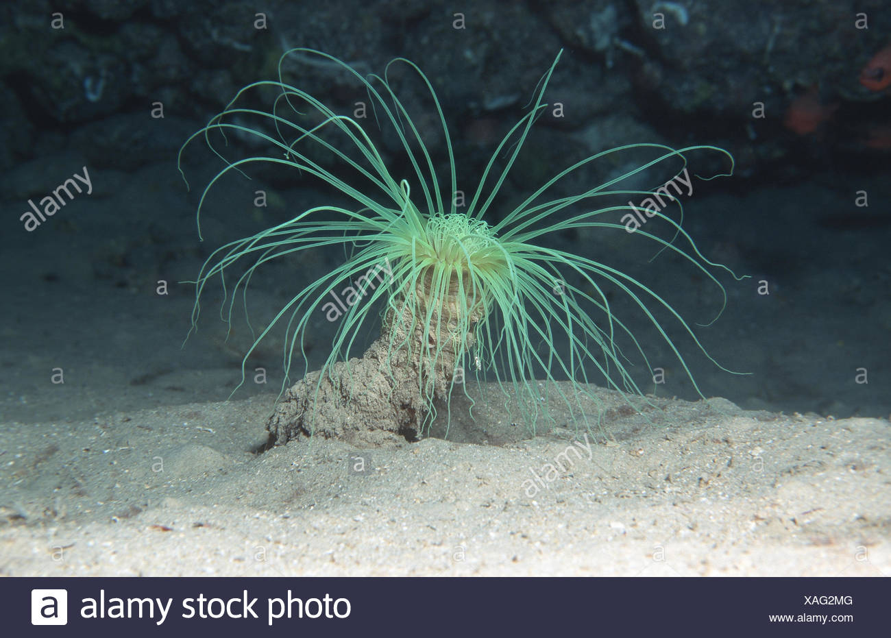 Cerianthid High Resolution Stock Photography and Images - Alamy
