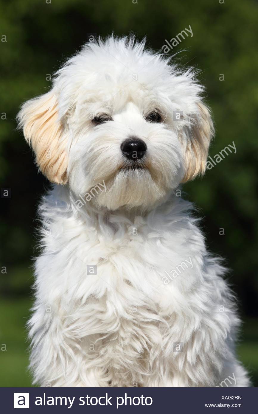 Maltipoos High Resolution Stock Photography and Images - Alamy