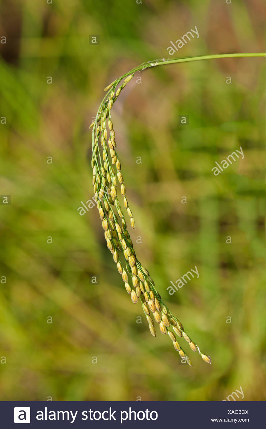 Asian Rice Plant High Resolution Stock Photography and Images - Alamy