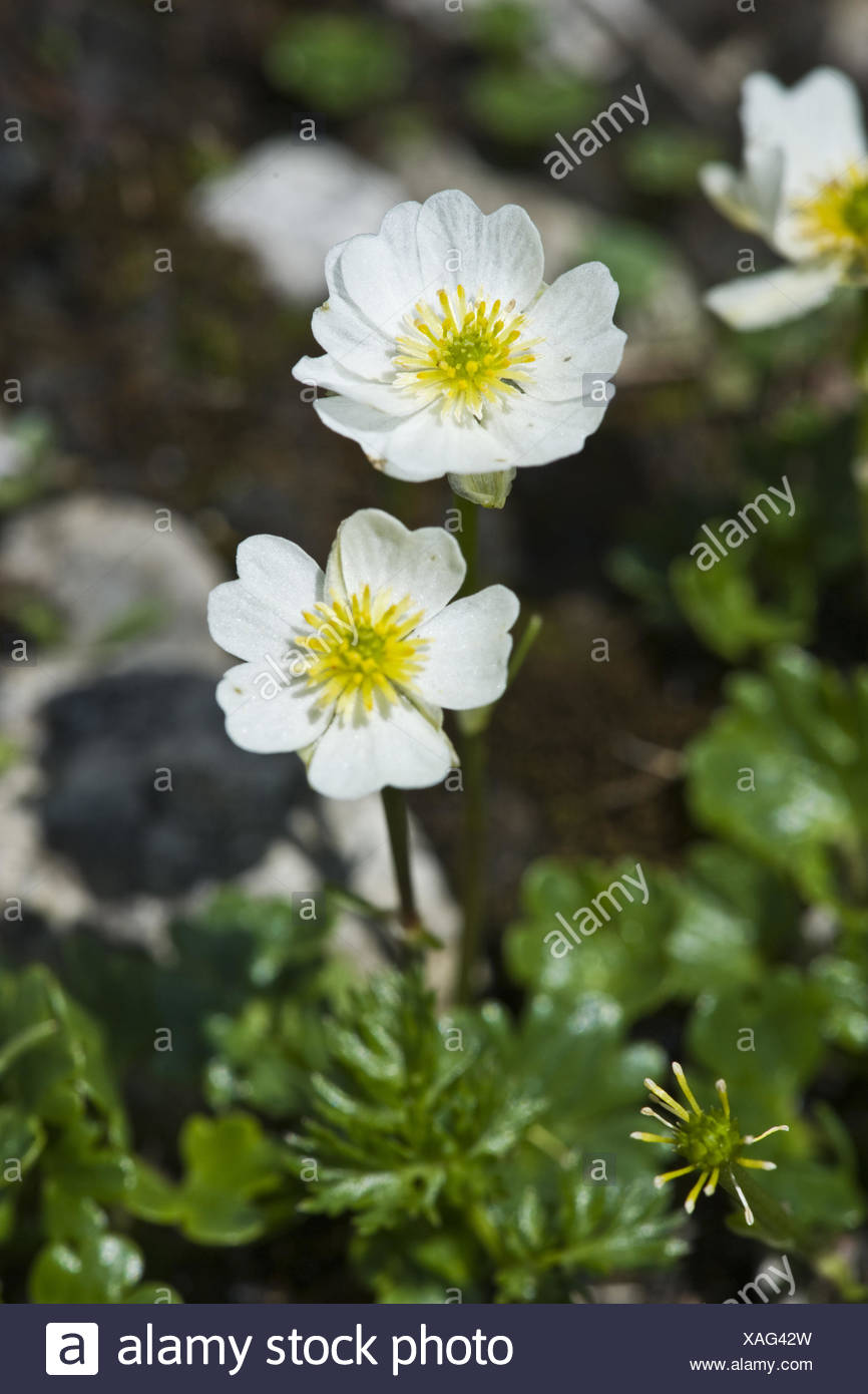 Ranunculus Alpestris Stock Photos & Ranunculus Alpestris Stock Images ...