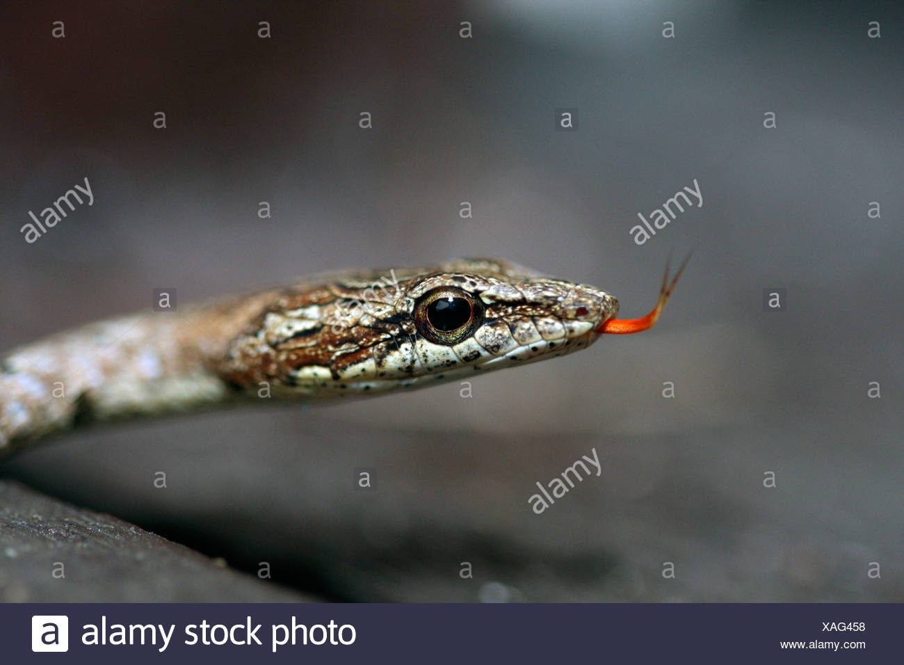 Keelback Snake High Resolution Stock Photography and Images - Alamy
