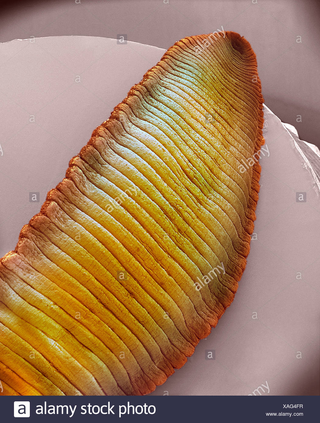 Magnification Magnified S E M High Resolution Stock Photography and ...