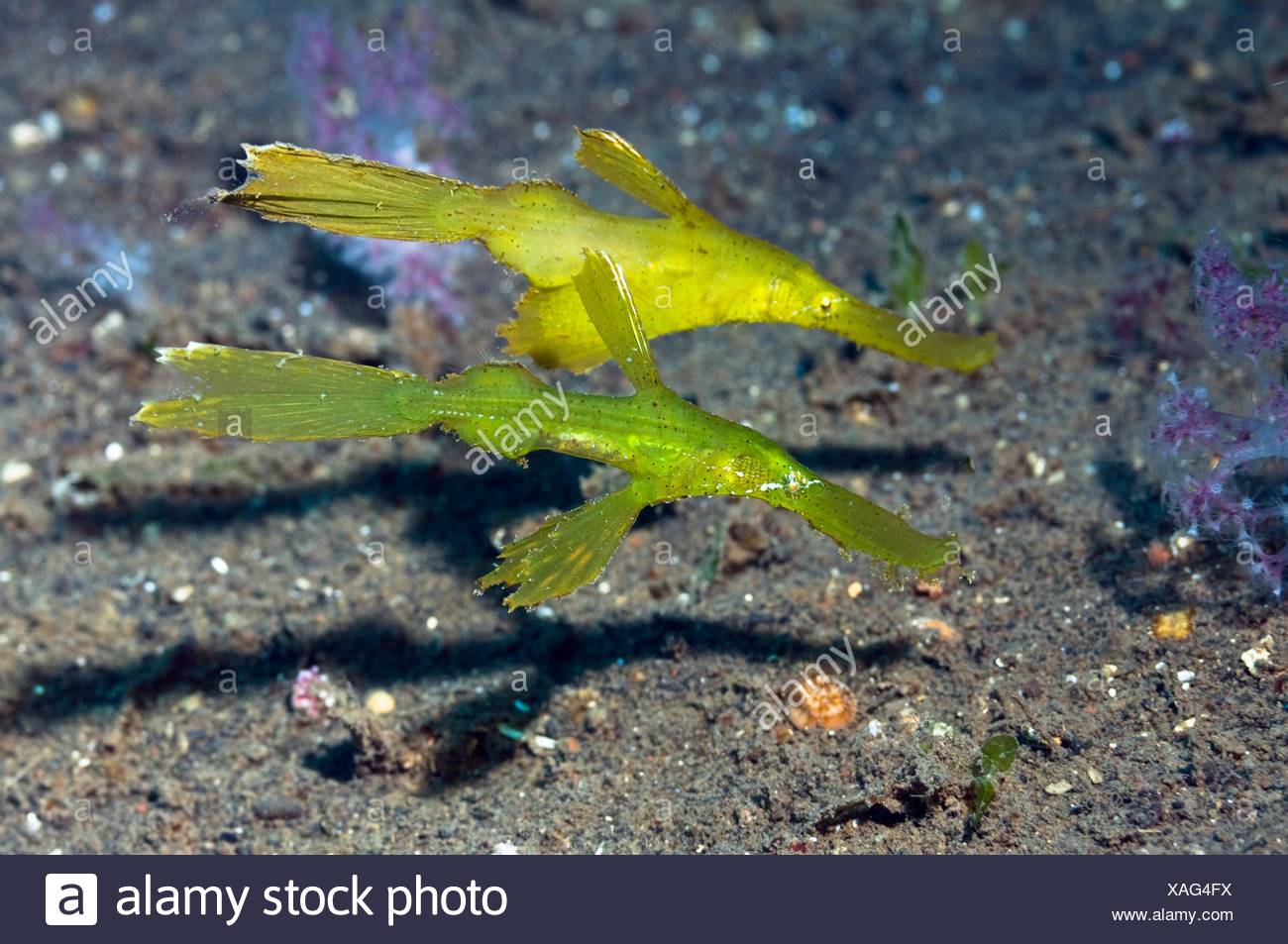Robust Ghostpipefish High Resolution Stock Photography and Images - Alamy