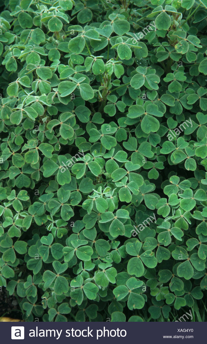 New Zealand Yam High Resolution Stock Photography and Images - Alamy