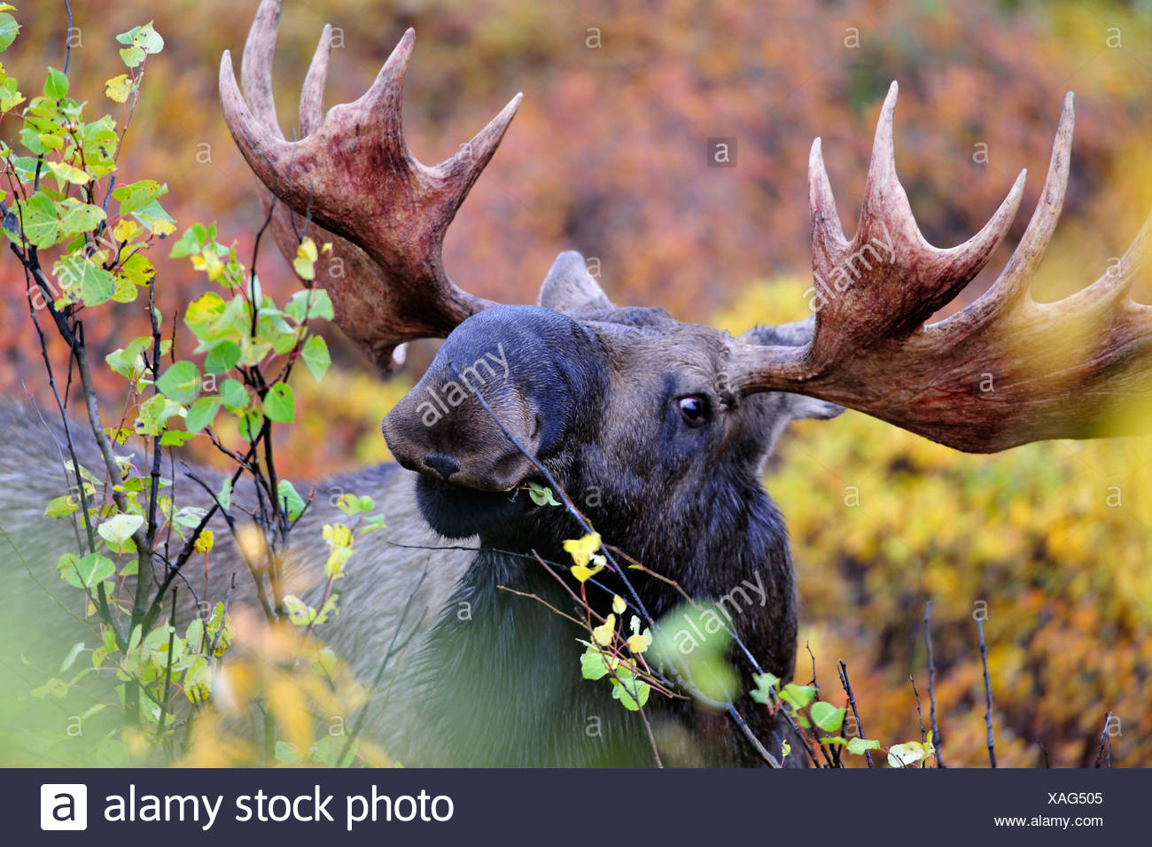 Moose Eating Leaves High Resolution Stock Photography and Images - Alamy