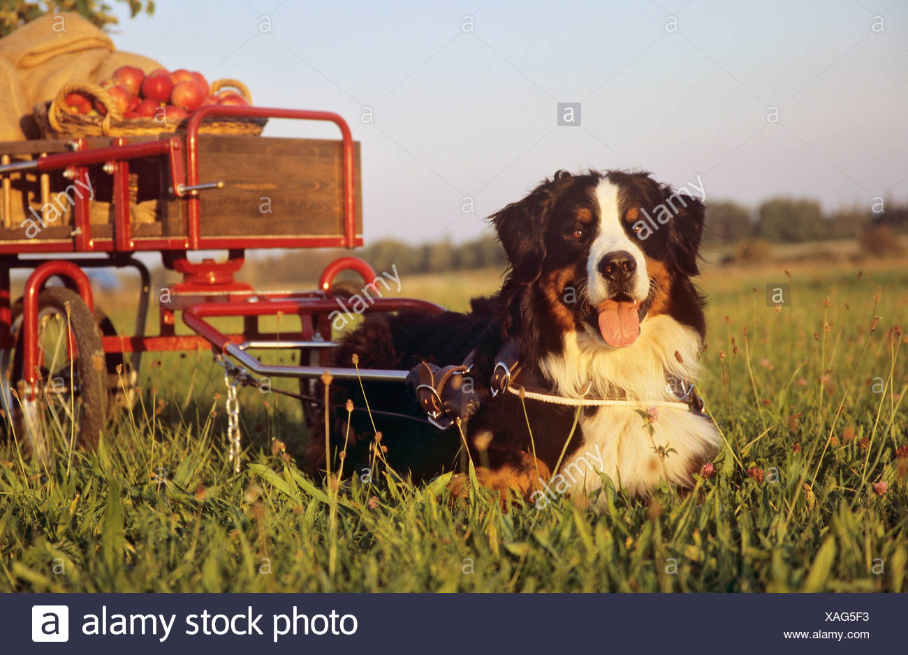 Dog Pulling Cart High Resolution Stock Photography and Images - Alamy