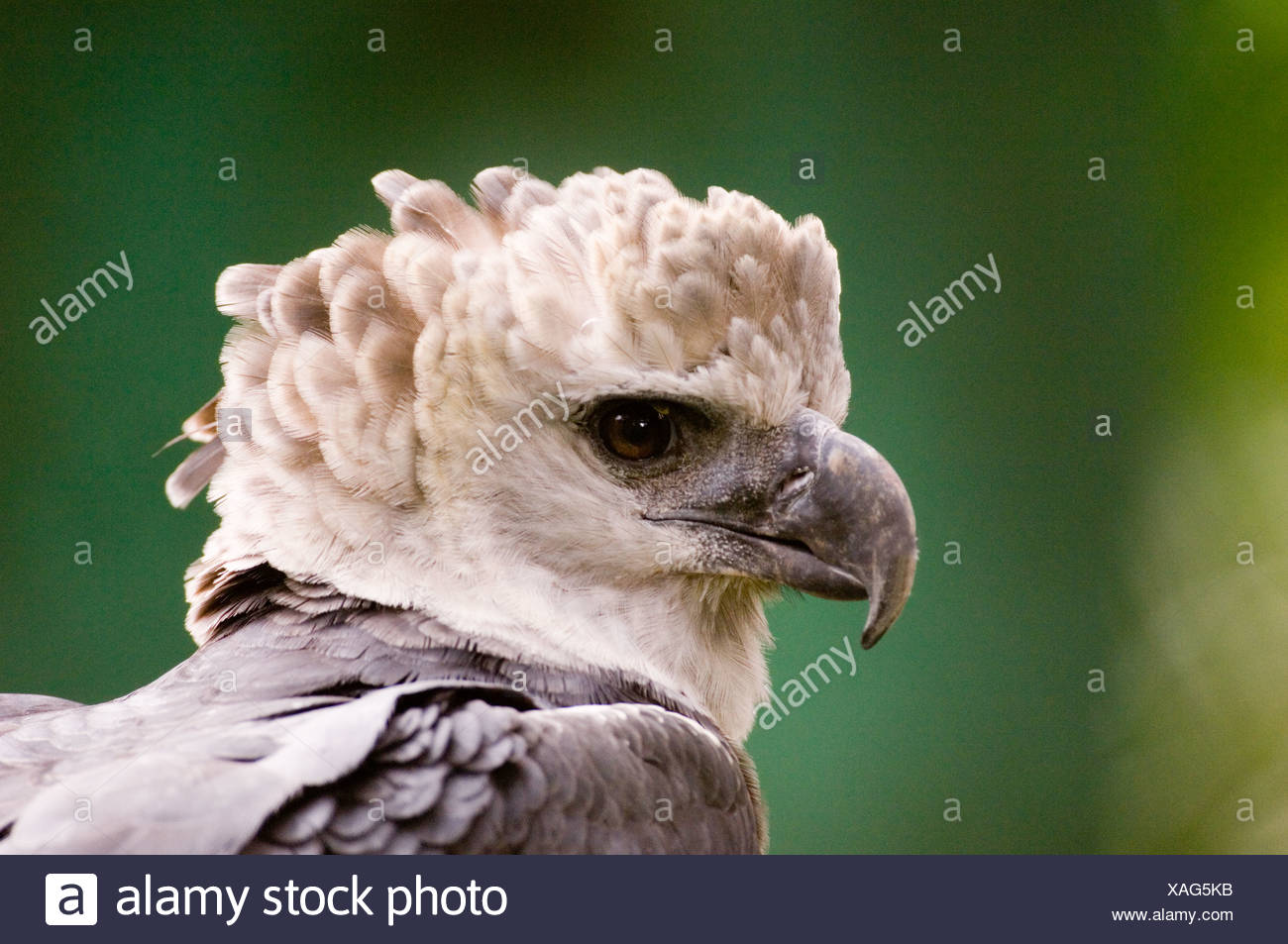 Panama Birds High Resolution Stock Photography and Images - Alamy