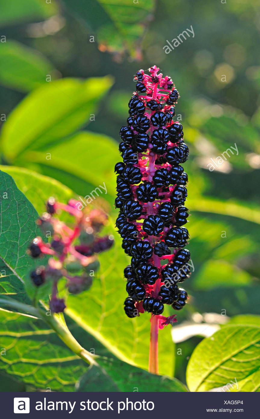 Indian Pokeberry High Resolution Stock Photography and Images - Alamy
