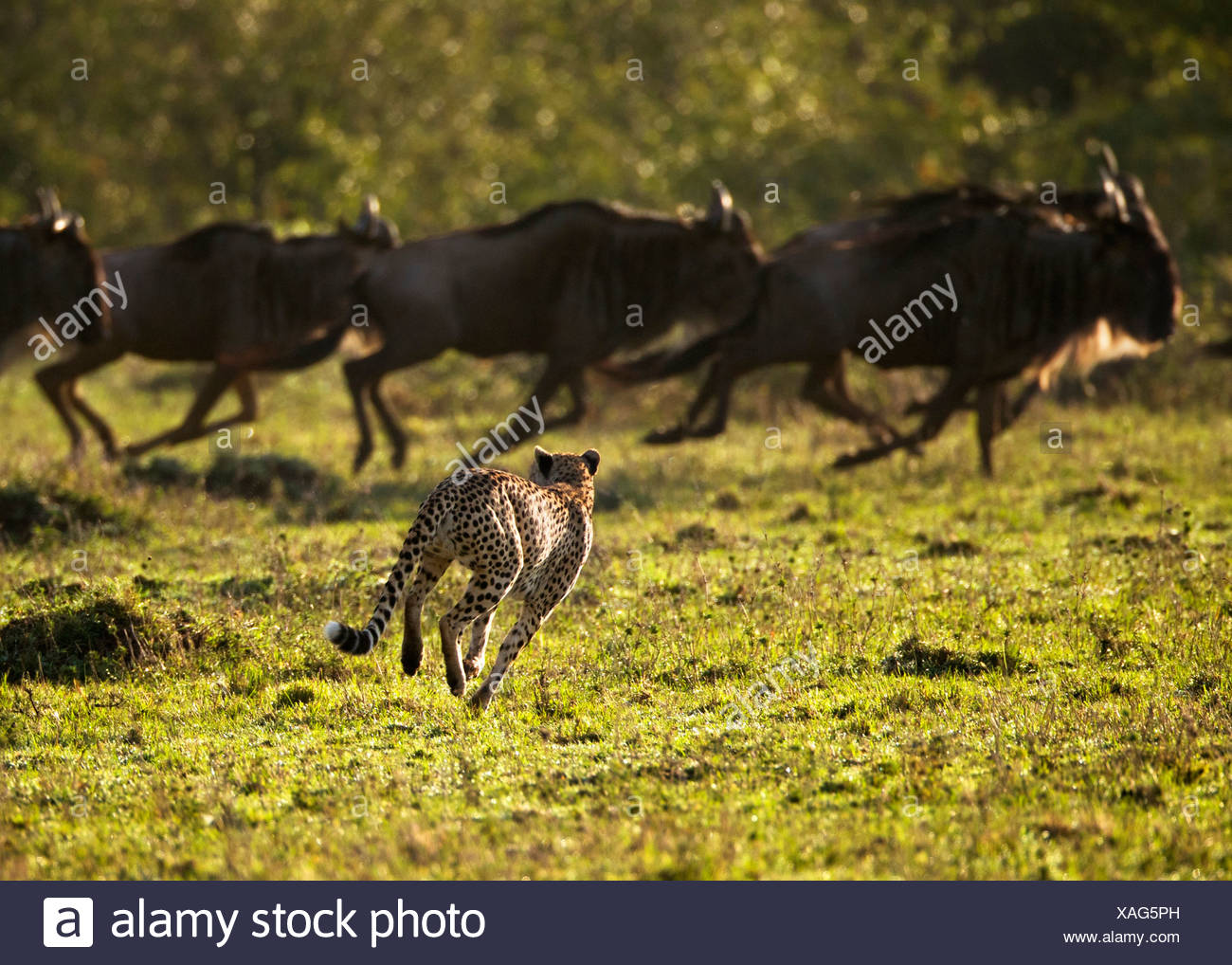 Cheetah Chasing Antelope High Resolution Stock Photography and Images ...