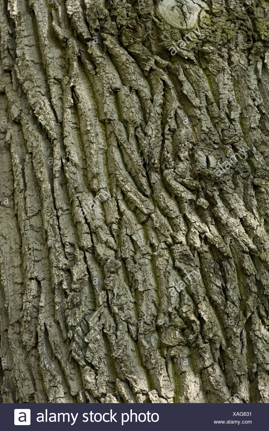 English Oak Bark Stock Photos & English Oak Bark Stock Images - Alamy