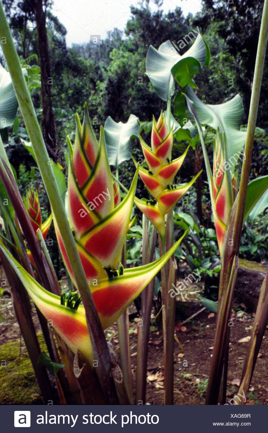 Balisier High Resolution Stock Photography and Images - Alamy