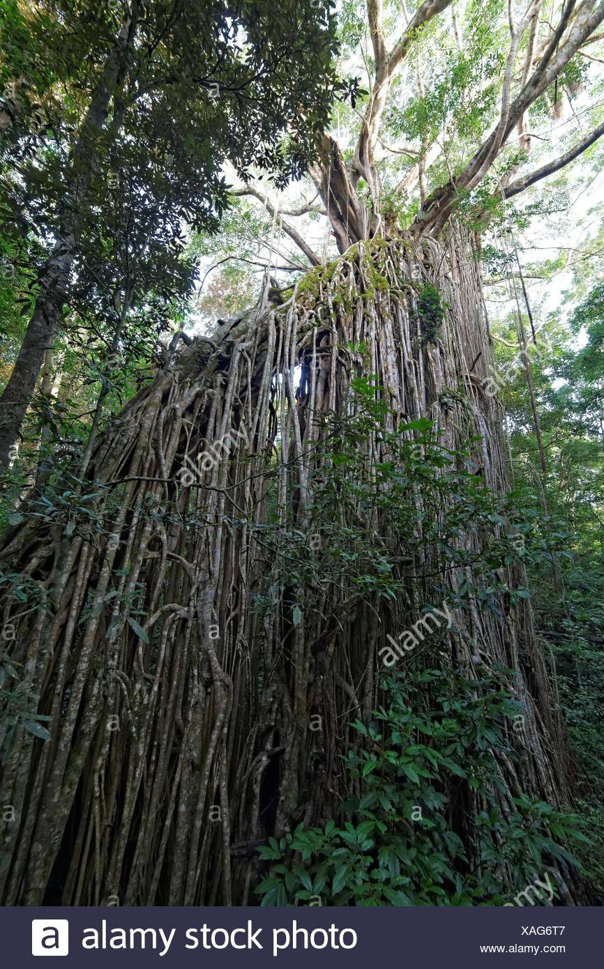 Strangler Fig Tree Ficus Virens High Resolution Stock Photography and ...