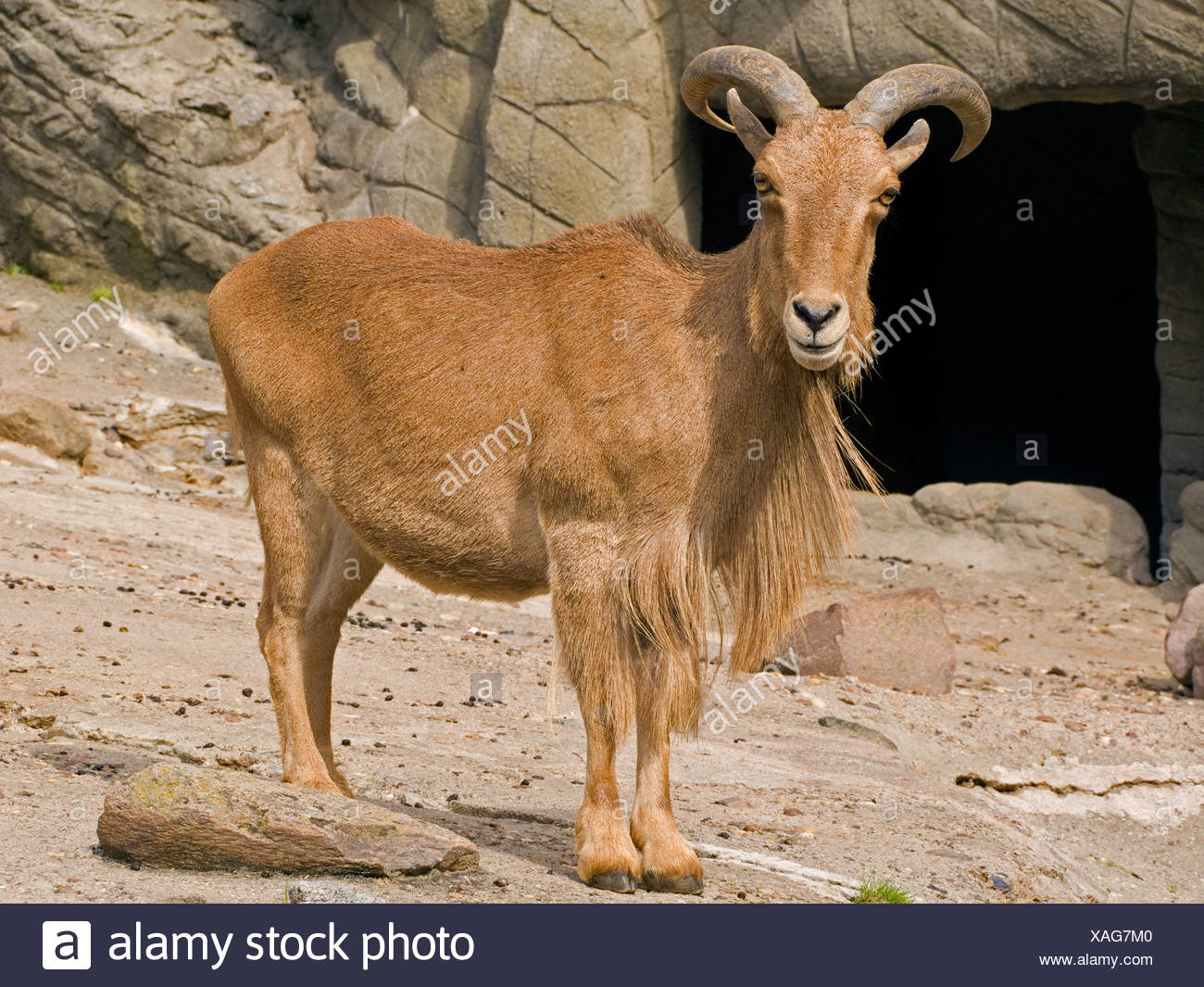 Female Barbary Sheep Ammotragus Lervia High Resolution Stock ...