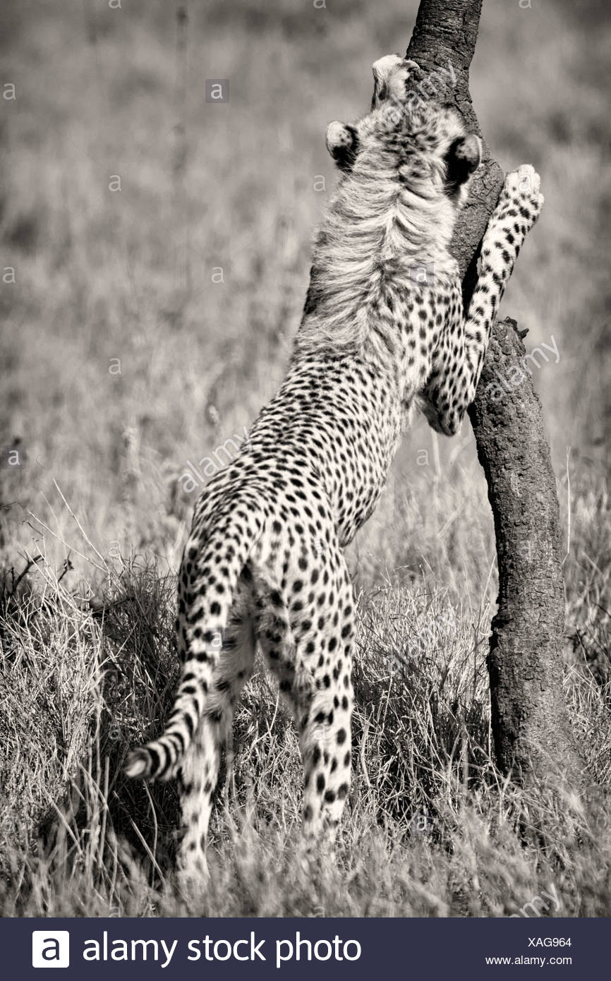 Long Hind Claws High Resolution Stock Photography and Images - Alamy