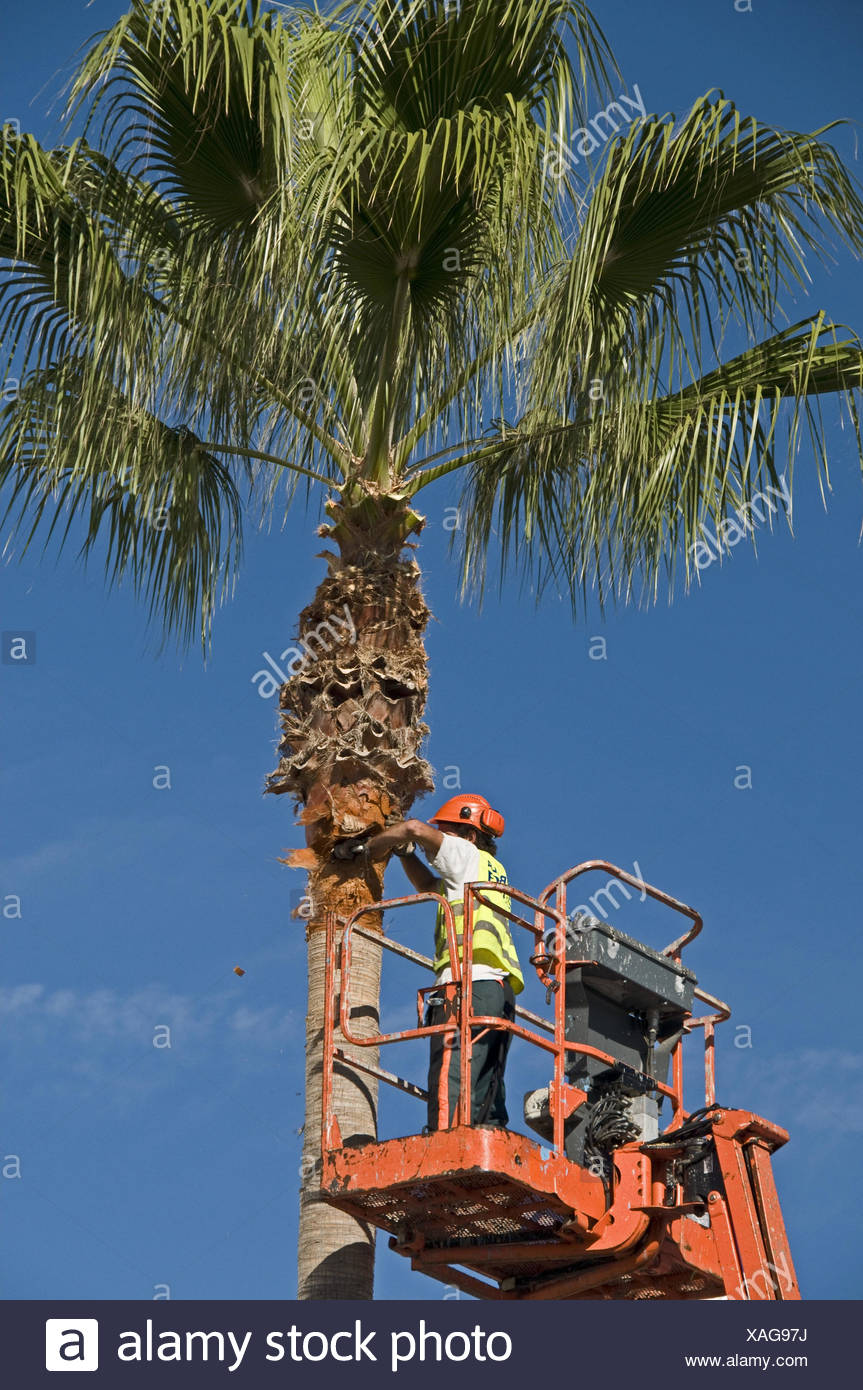 Palm Cutting High Resolution Stock Photography and Images - Alamy