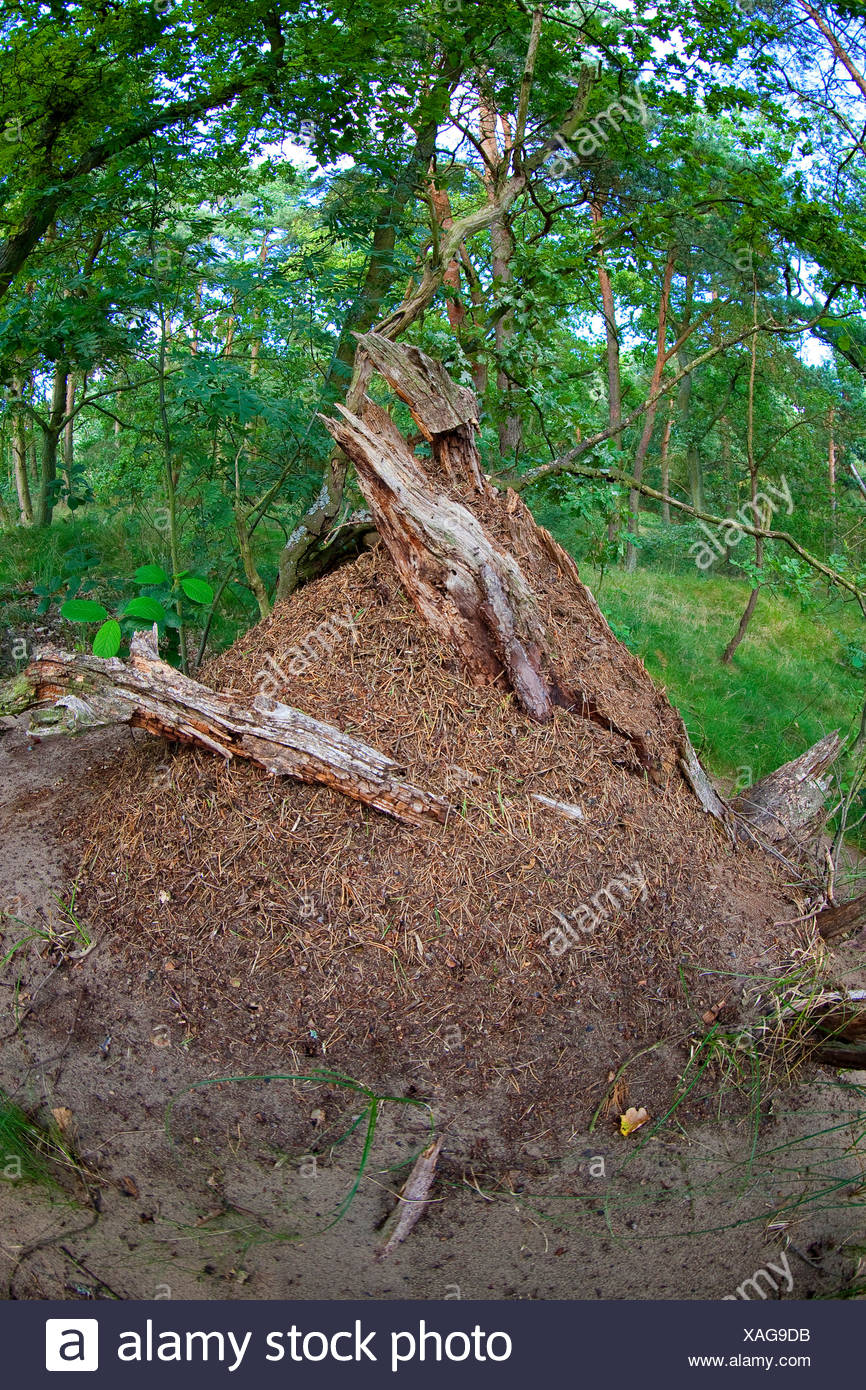 Ant Habitats High Resolution Stock Photography and Images - Alamy