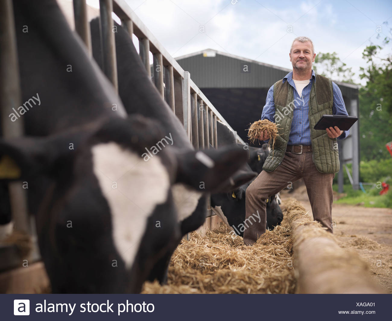 Working Cow High Resolution Stock Photography and Images - Alamy