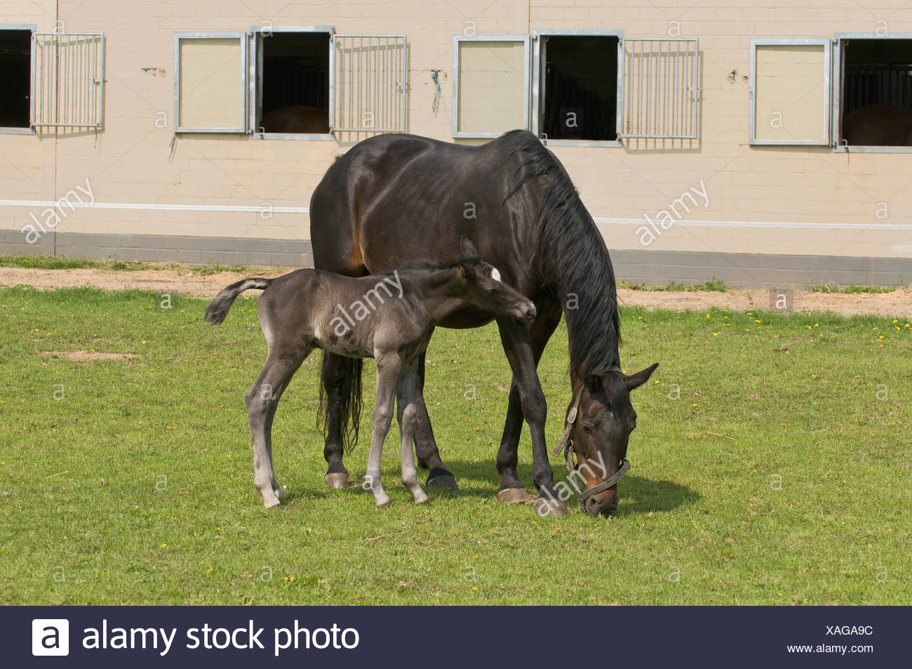 Old Horse Stable High Resolution Stock Photography and Images - Alamy