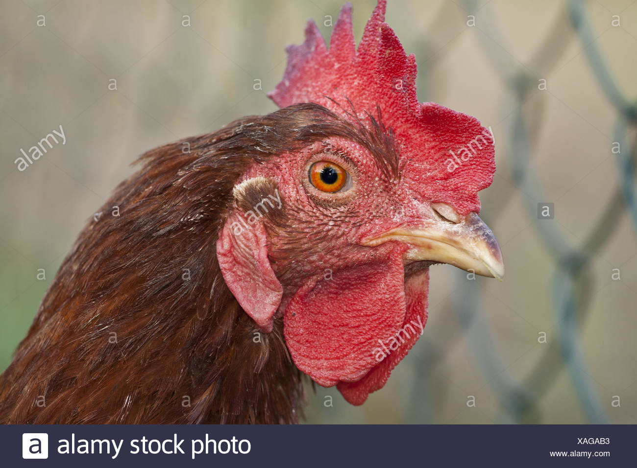 Brown Hen Grass High Resolution Stock Photography and Images - Alamy