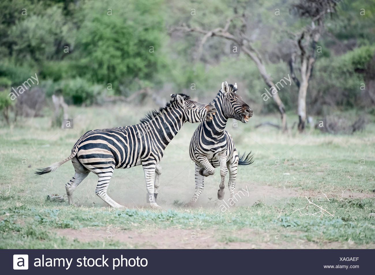 Zebra Competition High Resolution Stock Photography and Images - Alamy