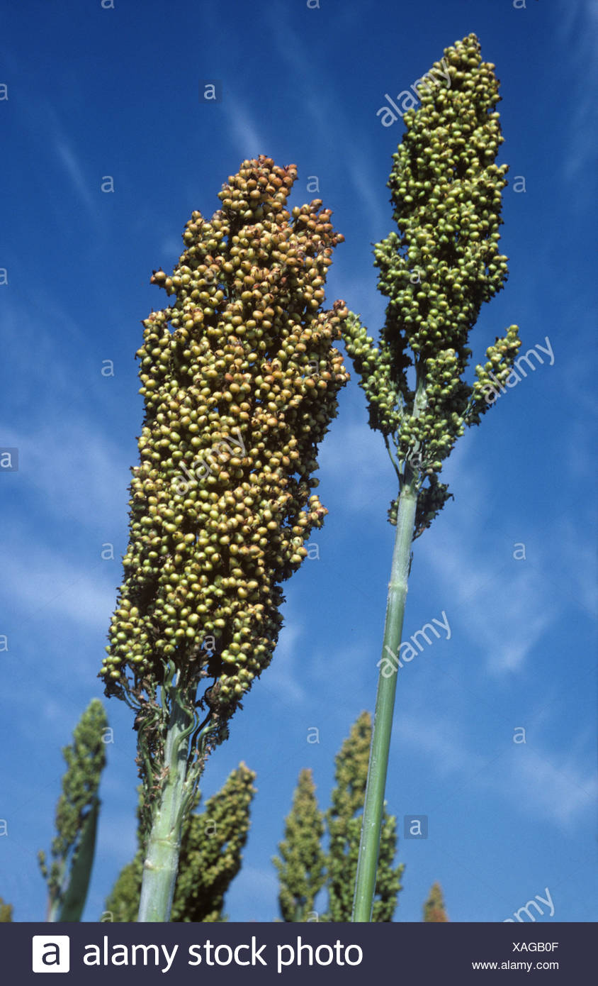 Sorghum High Resolution Stock Photography and Images - Alamy