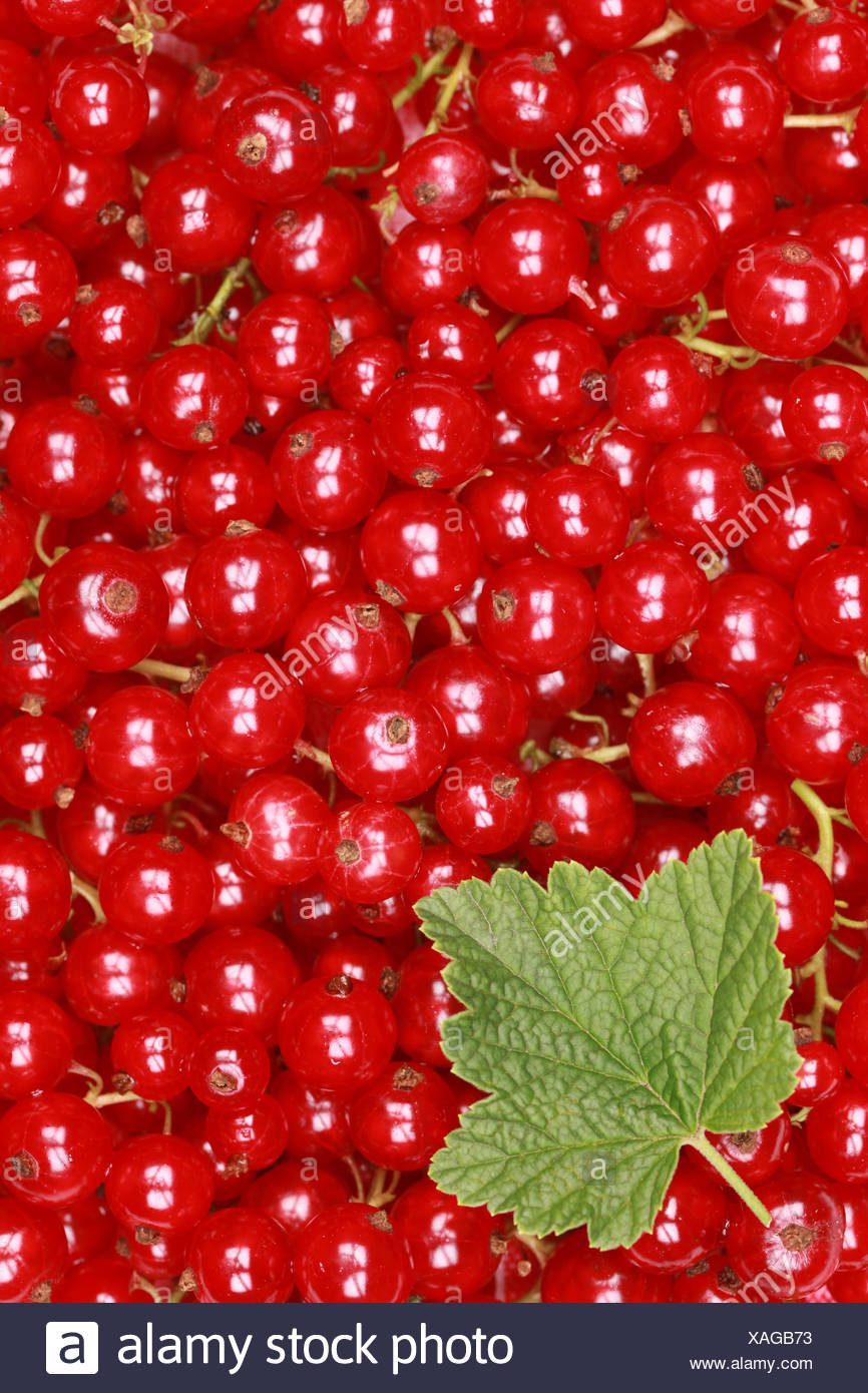 Rote Johannisbeeren High Resolution Stock Photography and Images - Alamy