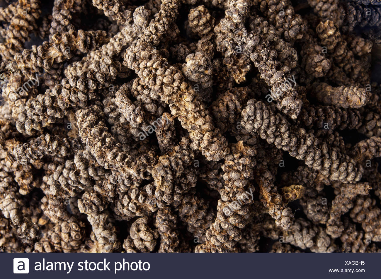 Pippali High Resolution Stock Photography and Images - Alamy