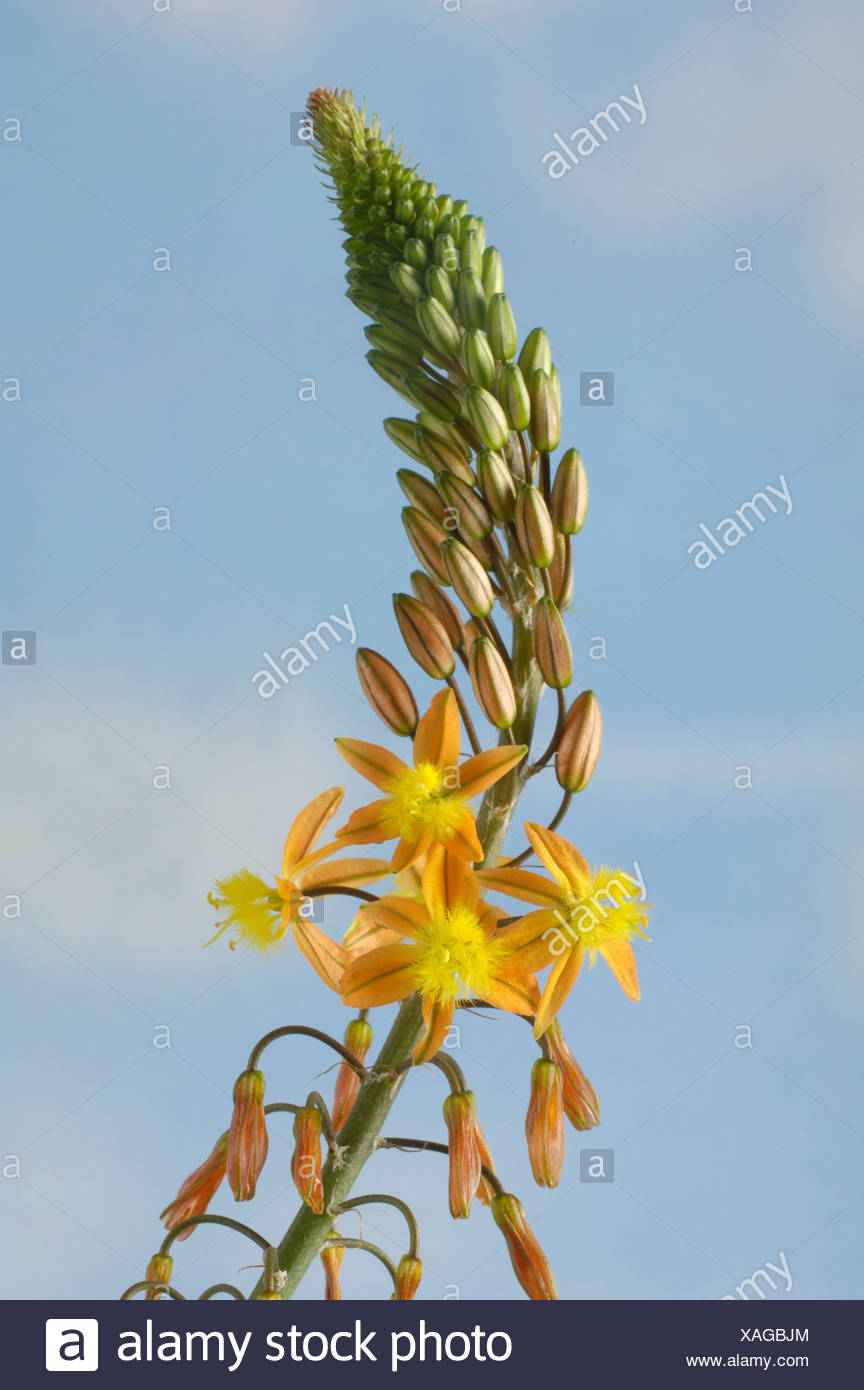Bulbine Frutescens Bulbine High Resolution Stock Photography and Images ...