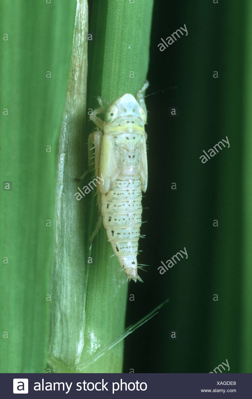 Nephotettix High Resolution Stock Photography and Images - Alamy