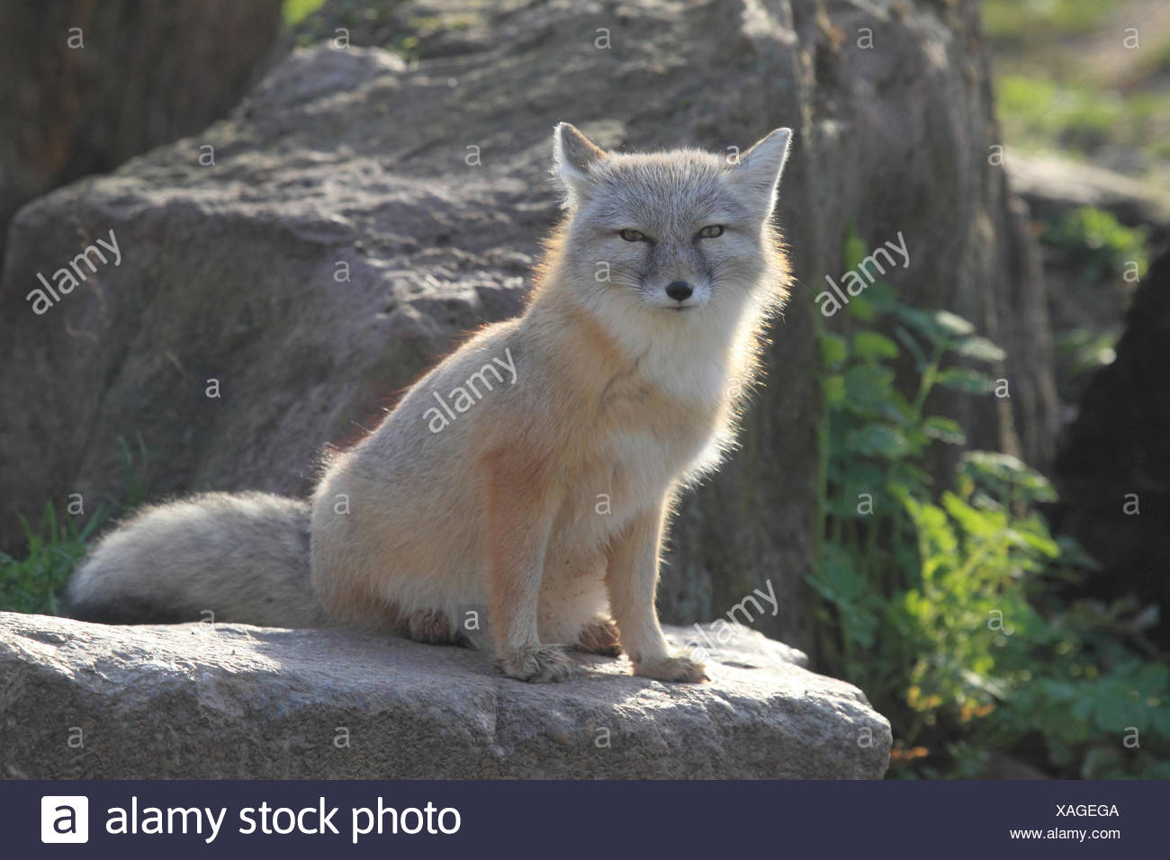 Corsac Fox High Resolution Stock Photography and Images - Alamy