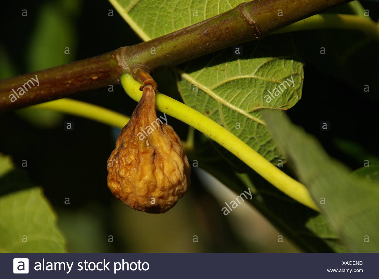 Barren Fig Tree High Resolution Stock Photography and Images - Alamy