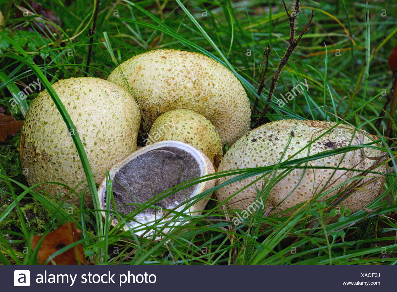 Common Earthball Fungus Scleroderma Citrinum High Resolution Stock ...
