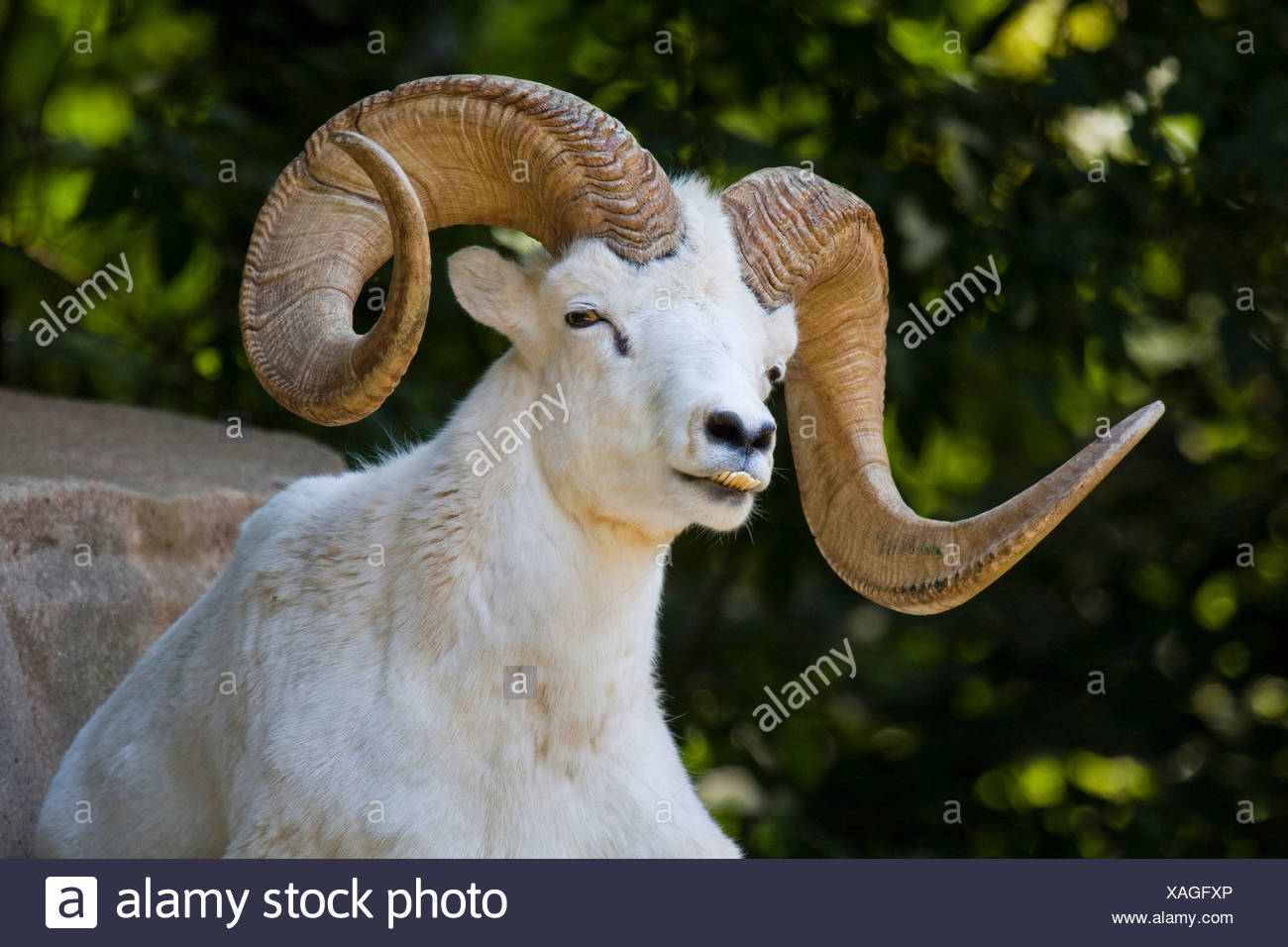 Sheep Tooth High Resolution Stock Photography and Images - Alamy