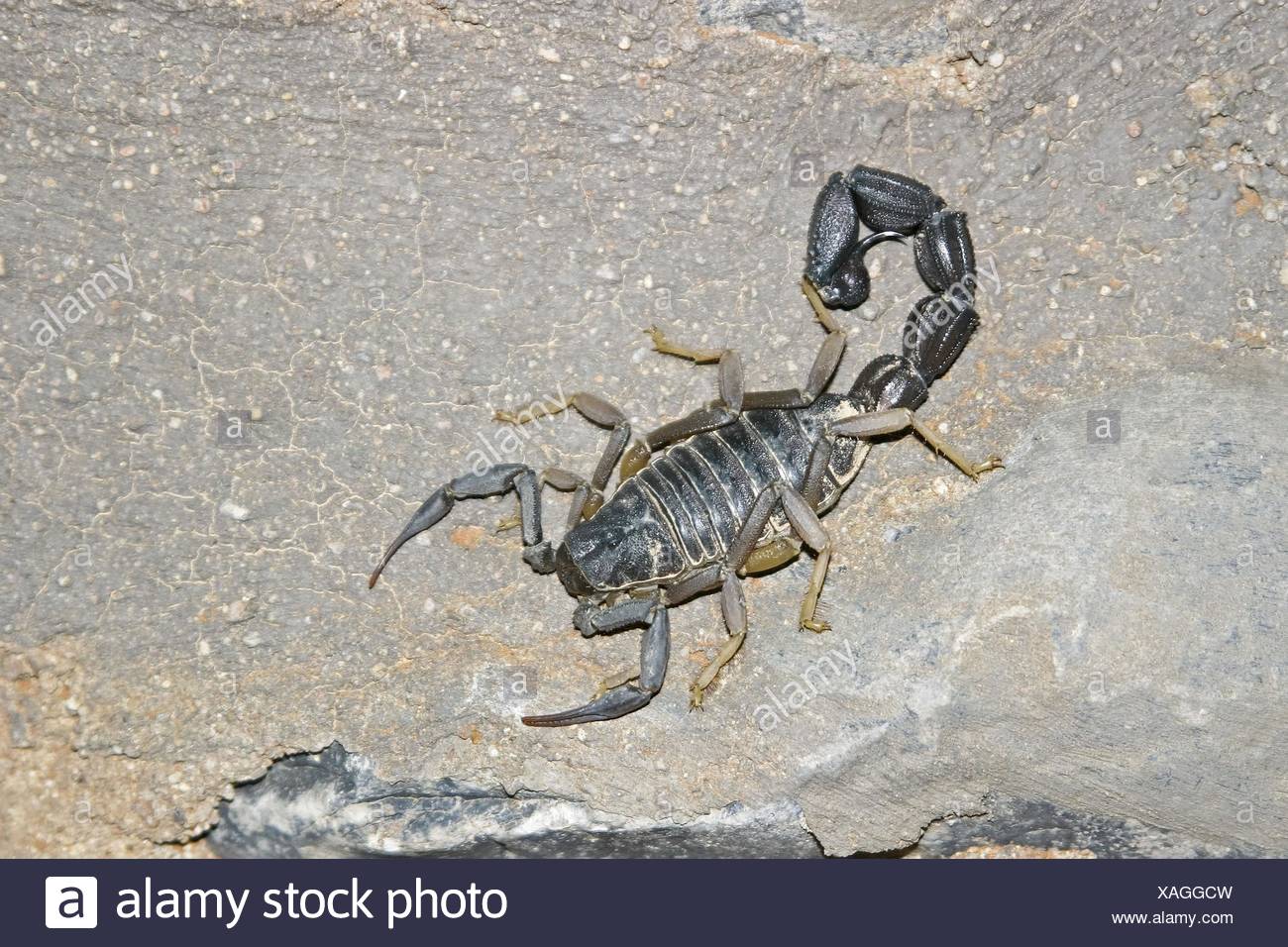 Africa Namibia Scorpion High Resolution Stock Photography and Images ...