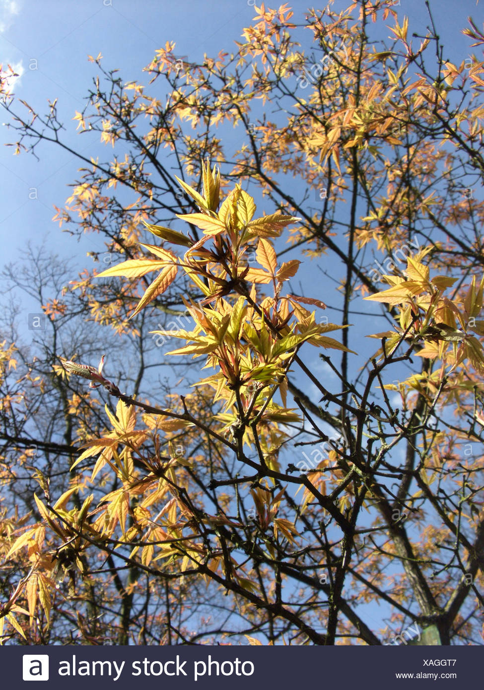 Rough Shoot High Resolution Stock Photography and Images - Alamy