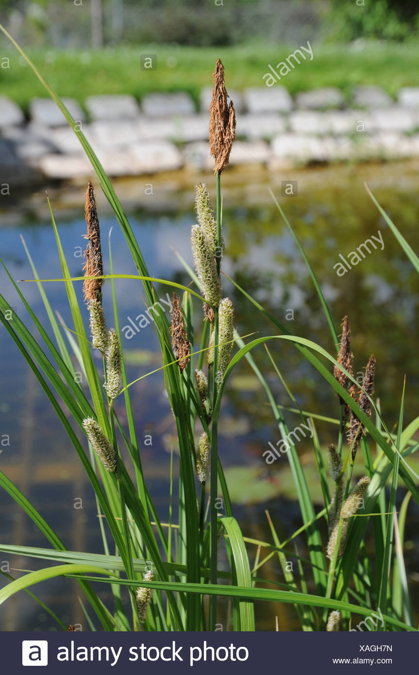Aquatic Sedge High Resolution Stock Photography and Images - Alamy