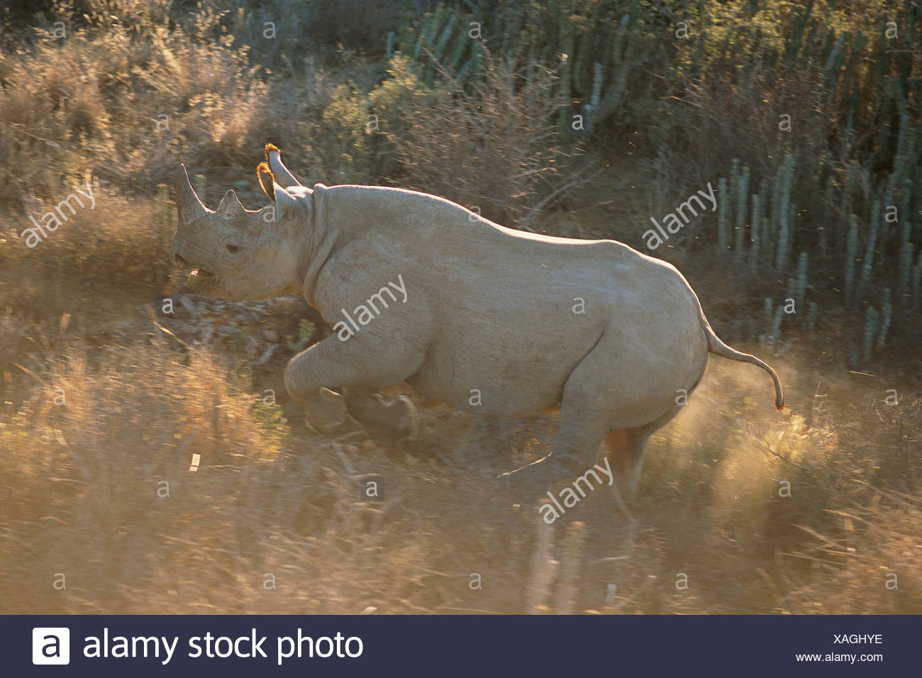 Black Rhinoceros Running Stock Photos & Black Rhinoceros Running Stock ...