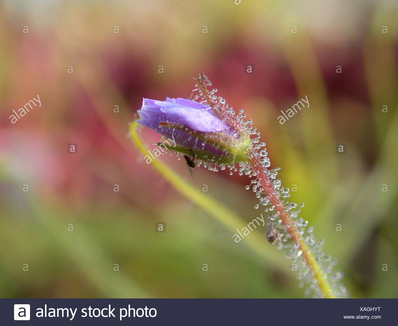 Byblidaceae High Resolution Stock Photography and Images - Alamy