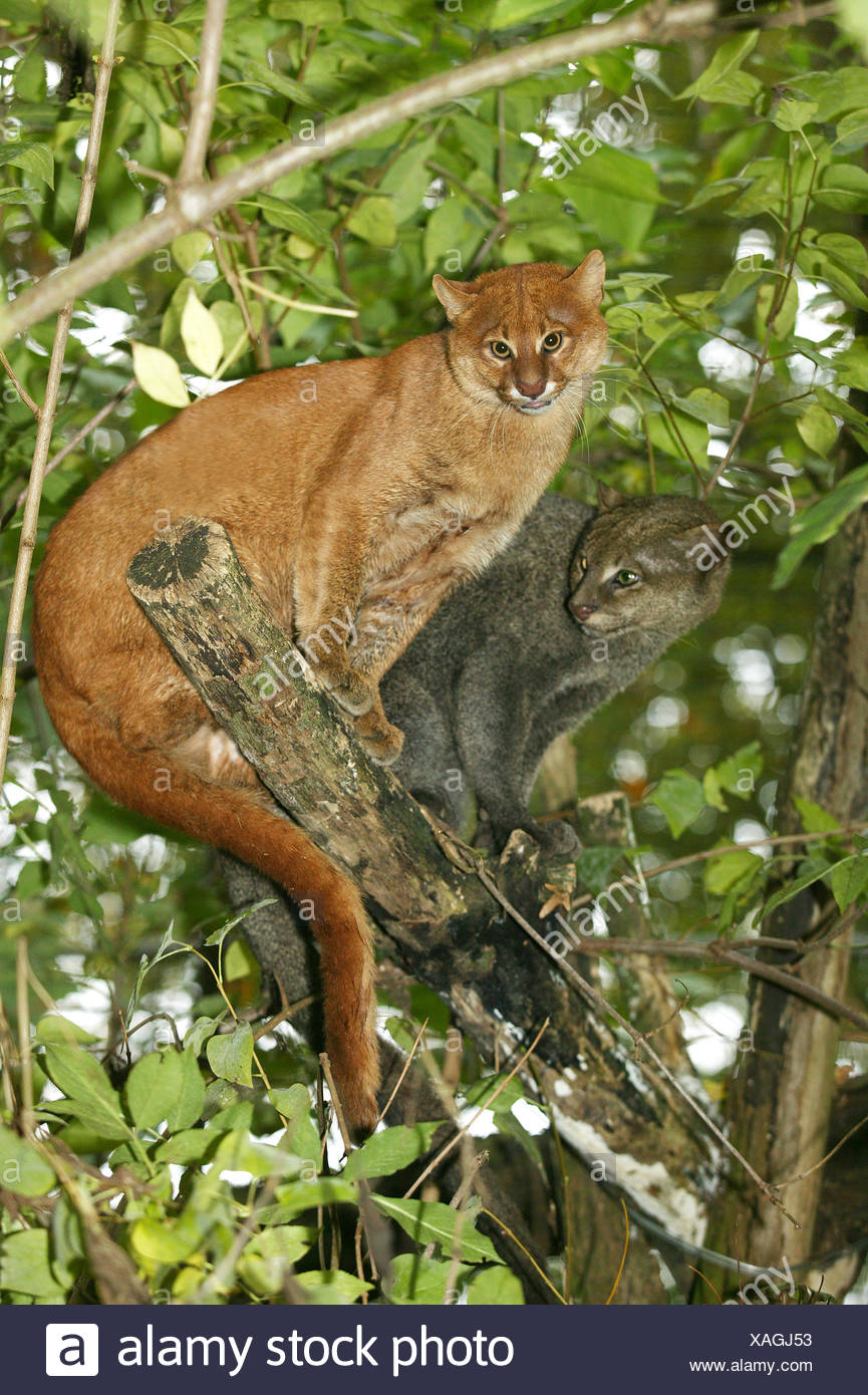 Herpailurus Yagouaroundi Stock Photos & Herpailurus Yagouaroundi Stock ...