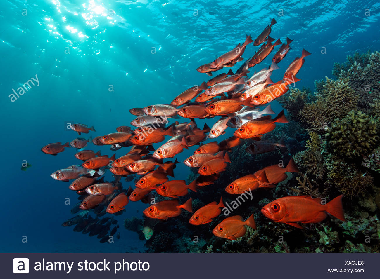 Priacanthus High Resolution Stock Photography and Images - Alamy