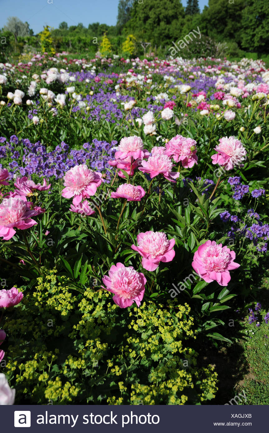 Peonies High Resolution Stock Photography and Images - Alamy