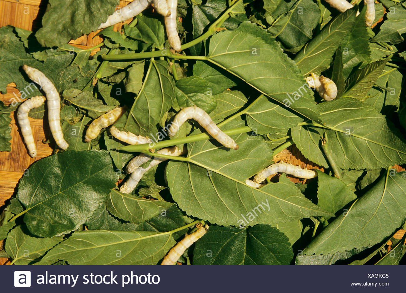 Rearing Of Silkworms Stock Photos & Rearing Of Silkworms Stock Images ...