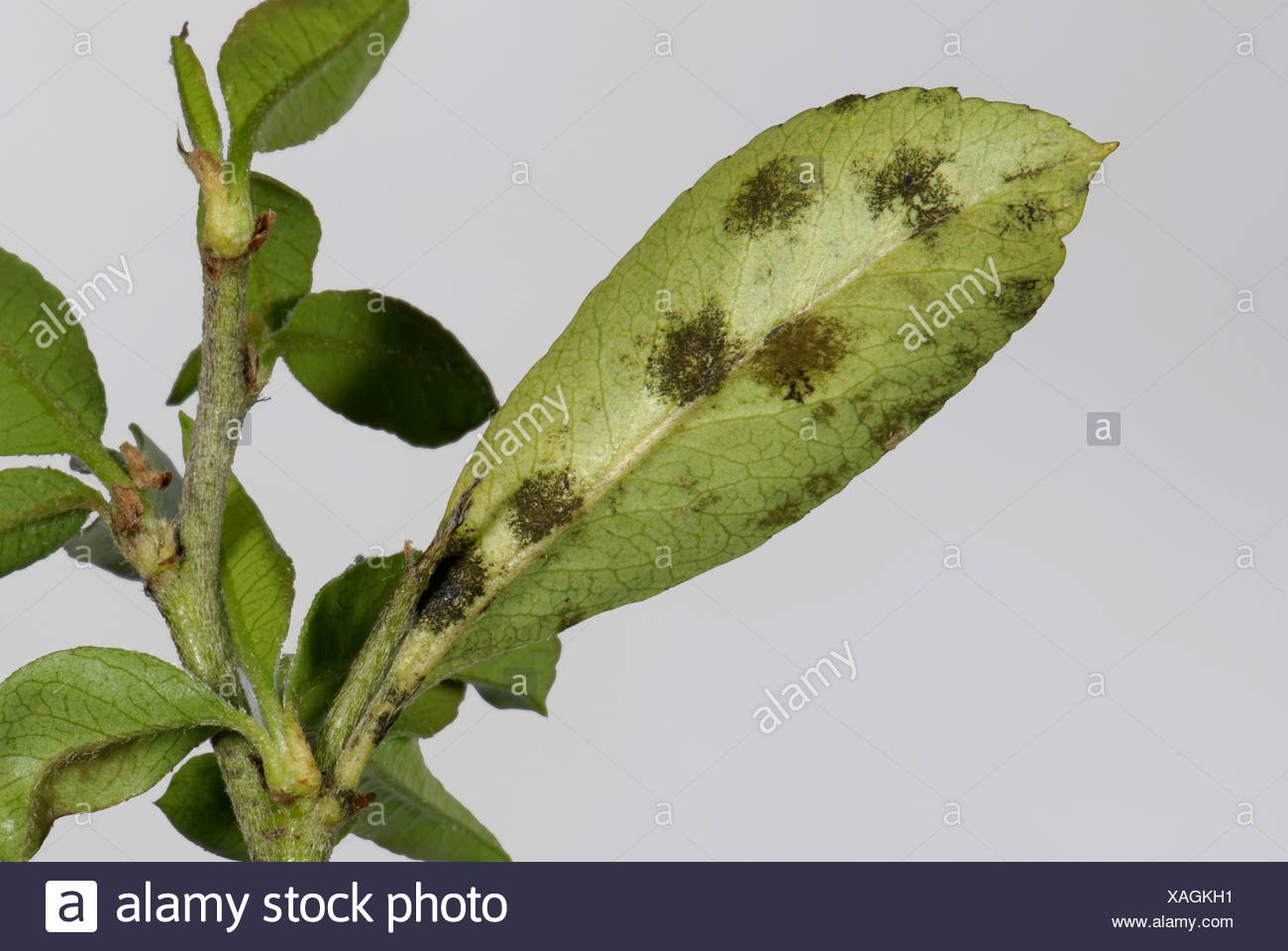 Pyracantha Close Up High Resolution Stock Photography and Images - Alamy