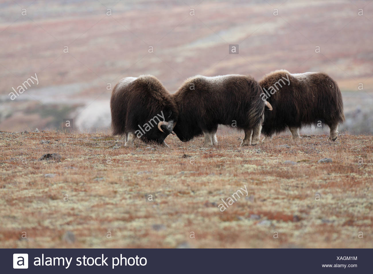 Musk Ox Fighting High Resolution Stock Photography and Images - Alamy